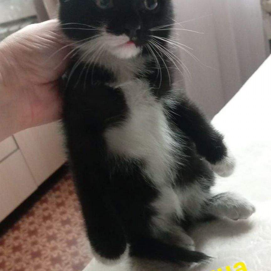 Котик