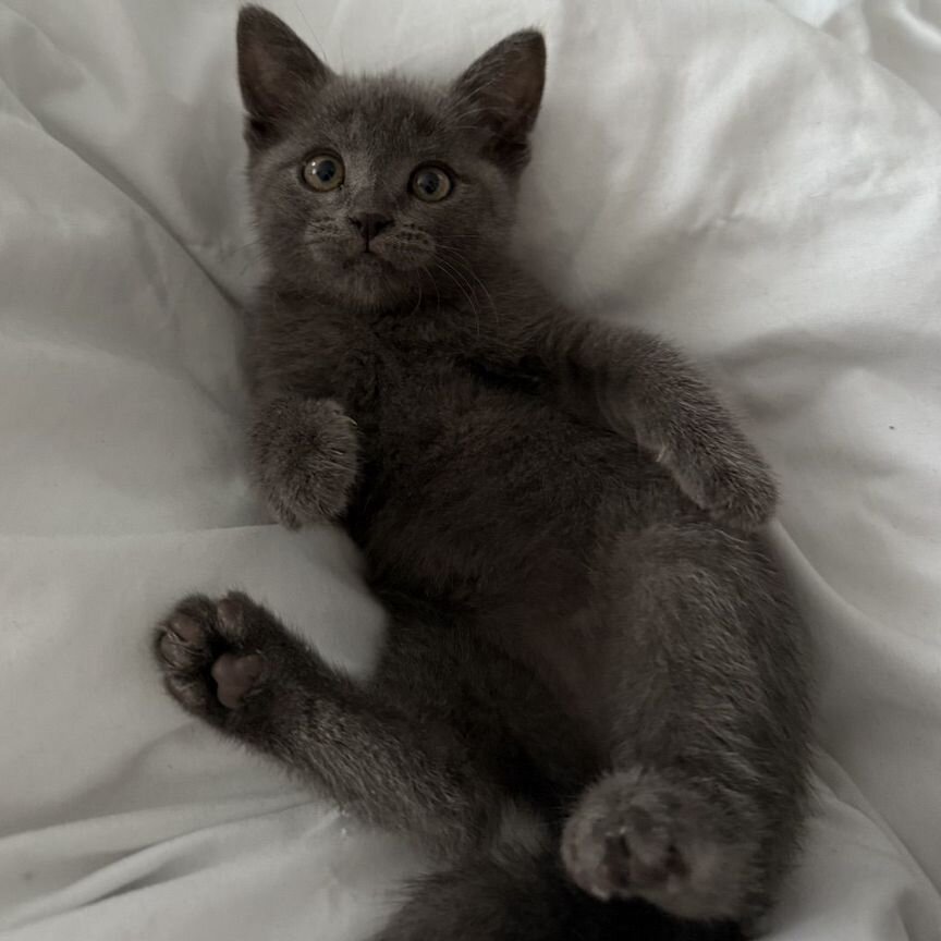 Котенок "лУна"