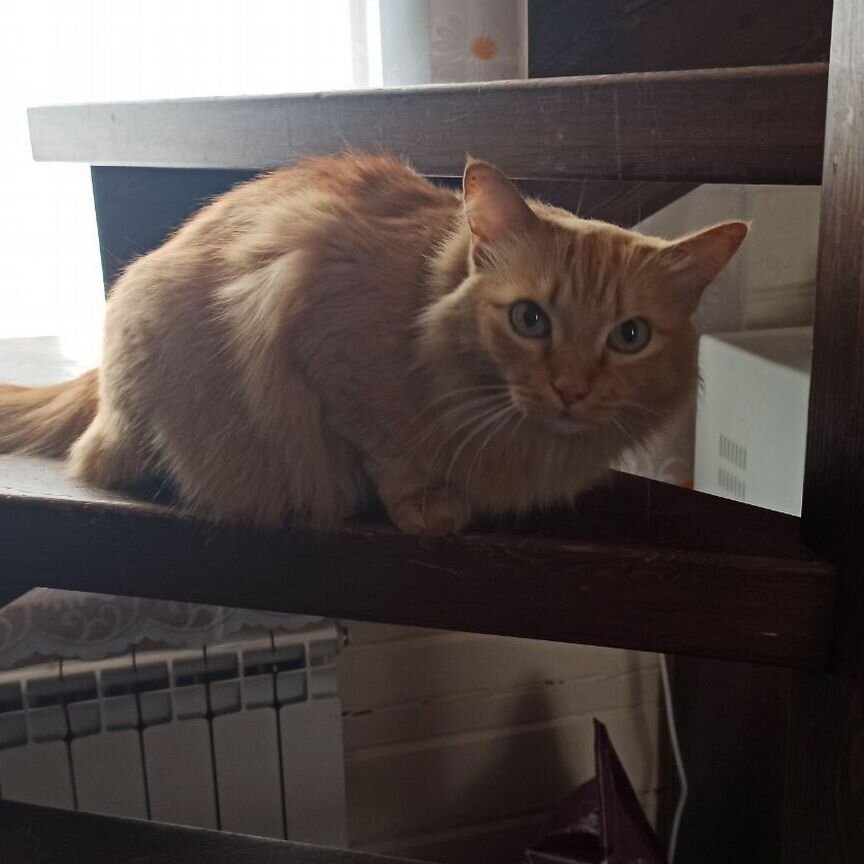 Взрослый кот в добрые руки