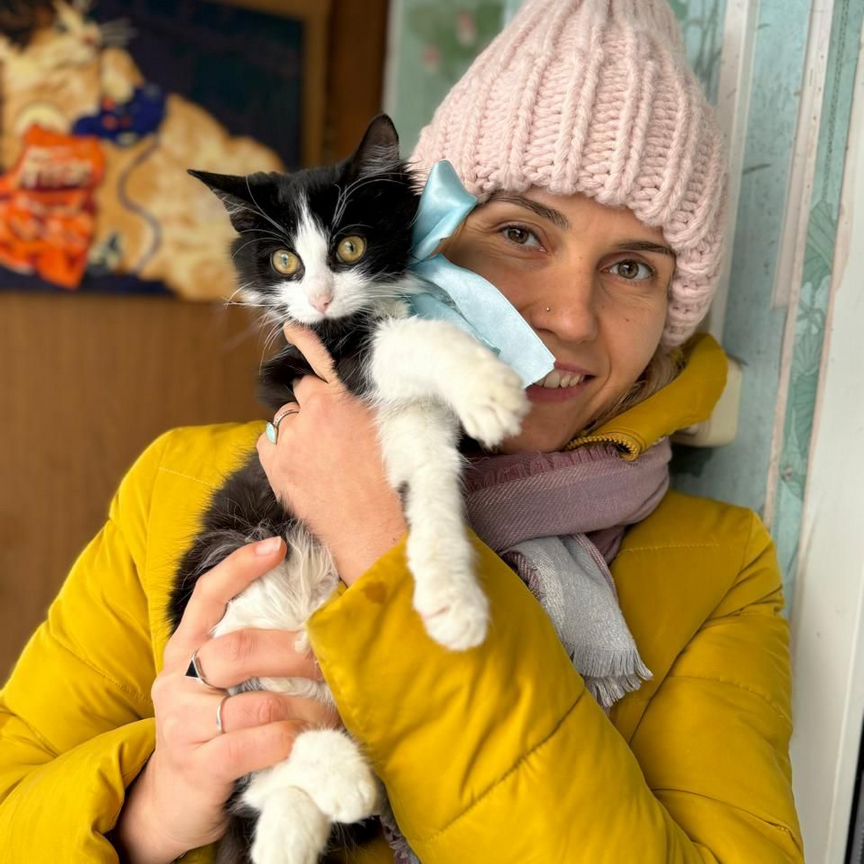 Кошка котёнок Моника В добрые руки / Девочка