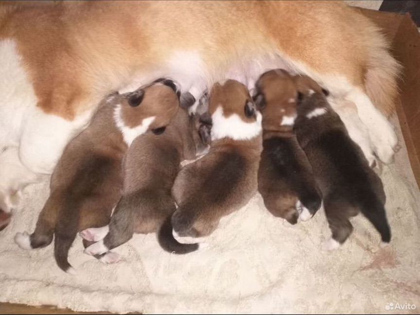 Щенки корги вельш пемброк