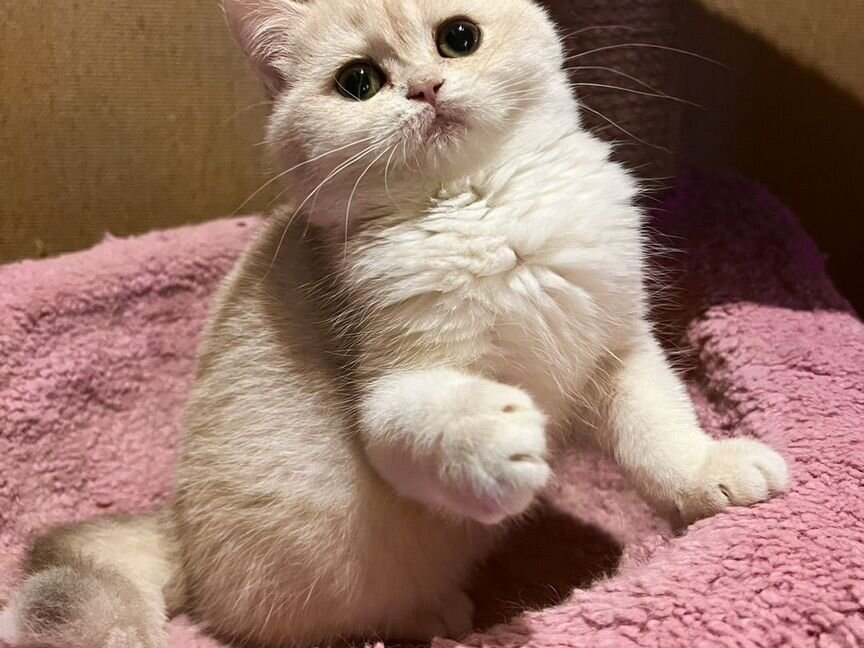 Британская золотая шиншилла ay12