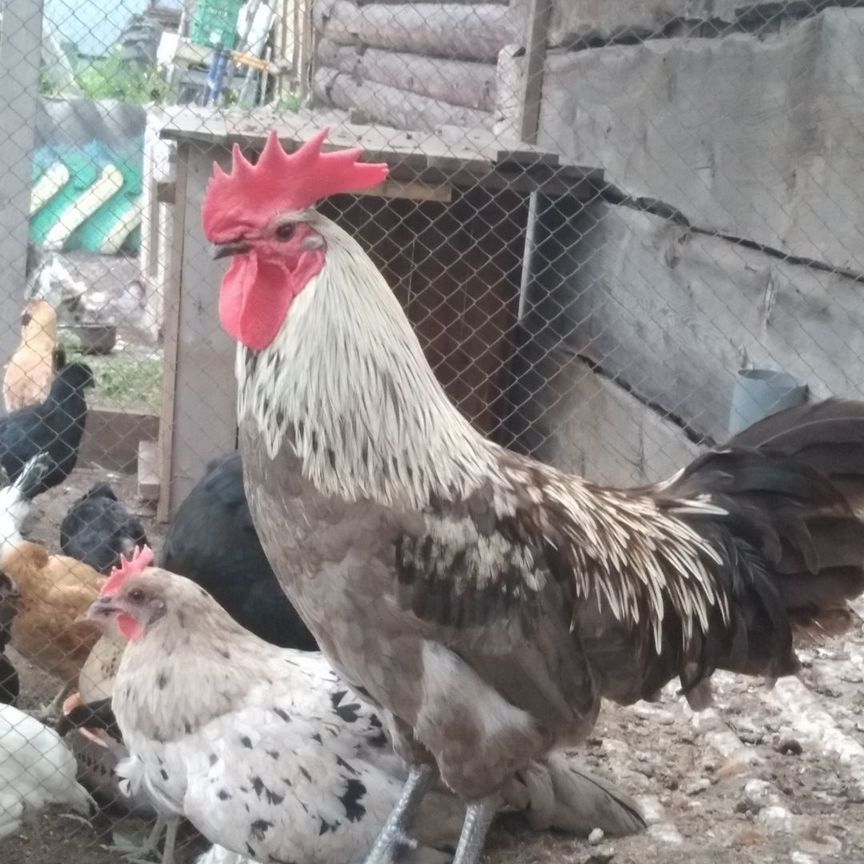 Ия Сильверудд Блу