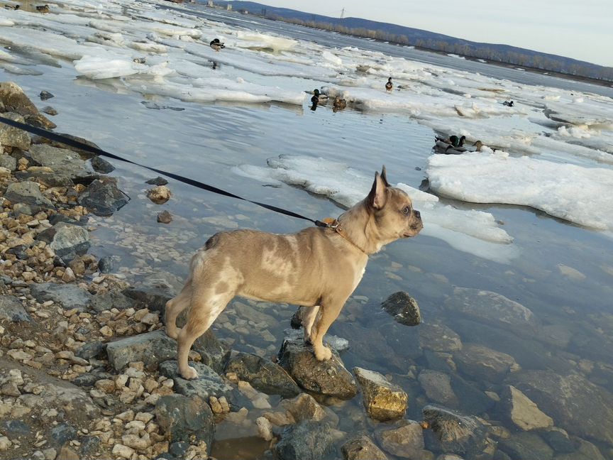 Щенок французского бульдога