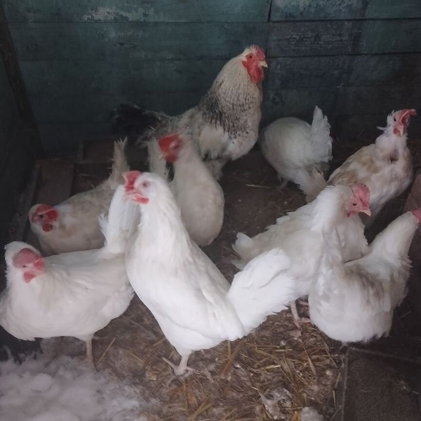 Куры несушки продам