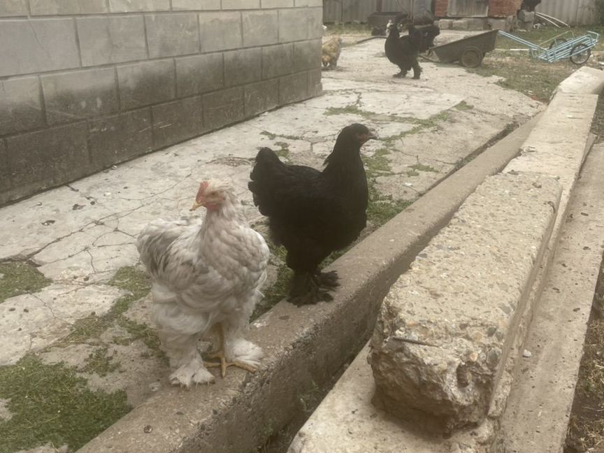 Куры домашние фавероли брама