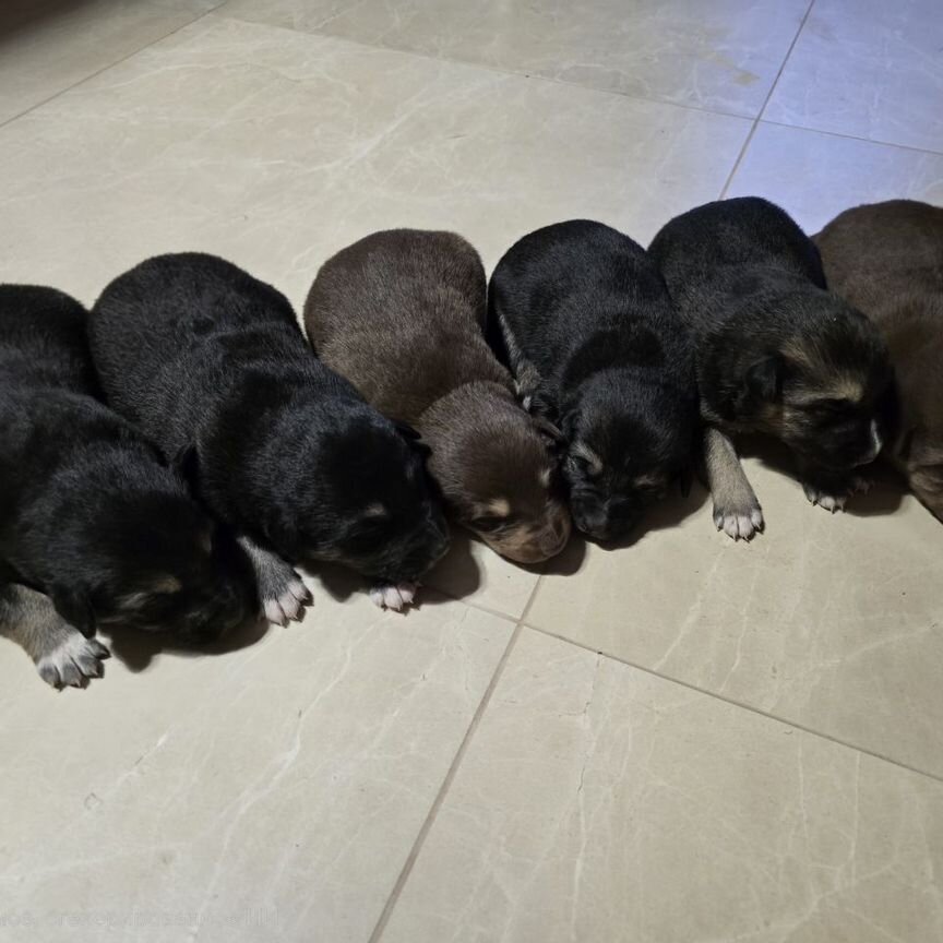 Русско-европейская лайка, щенок