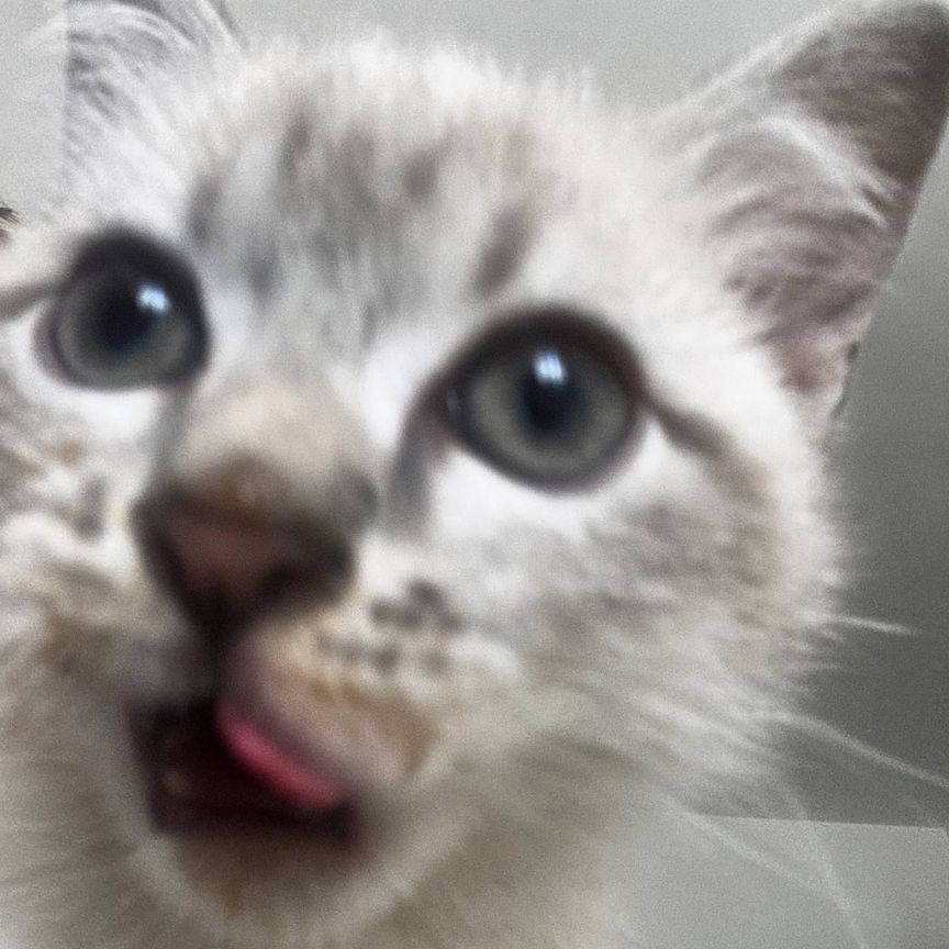 Отдам в добрые руки котят