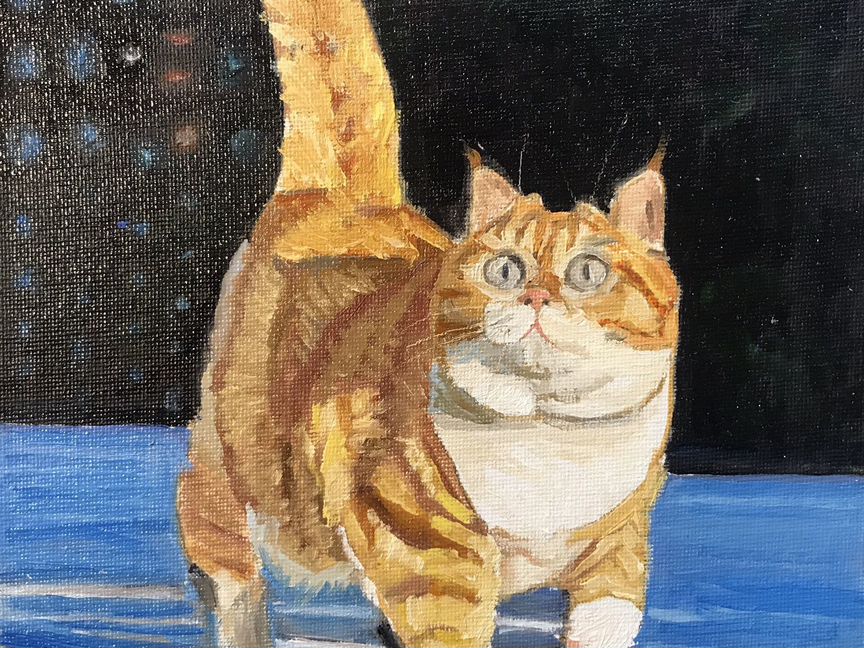 Котик в лучах заката. Картина маслом