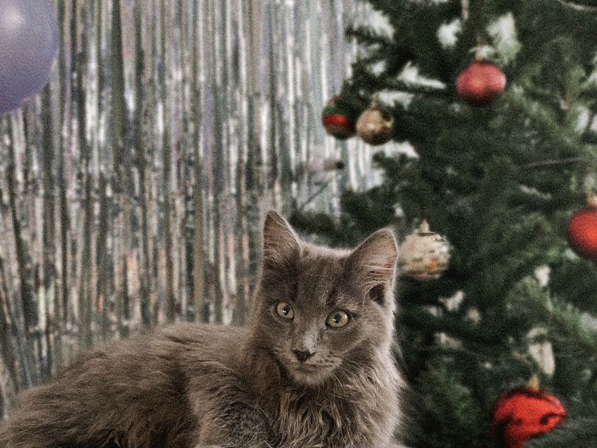 Котик
