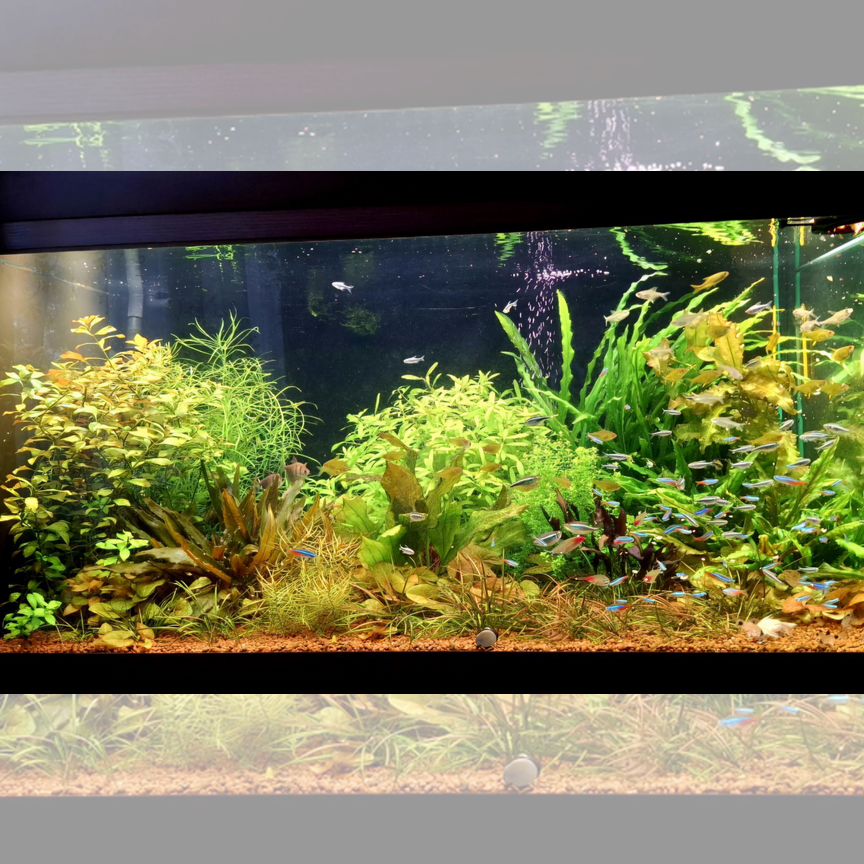 Аквариумные растения - Погостемон и Людвигия