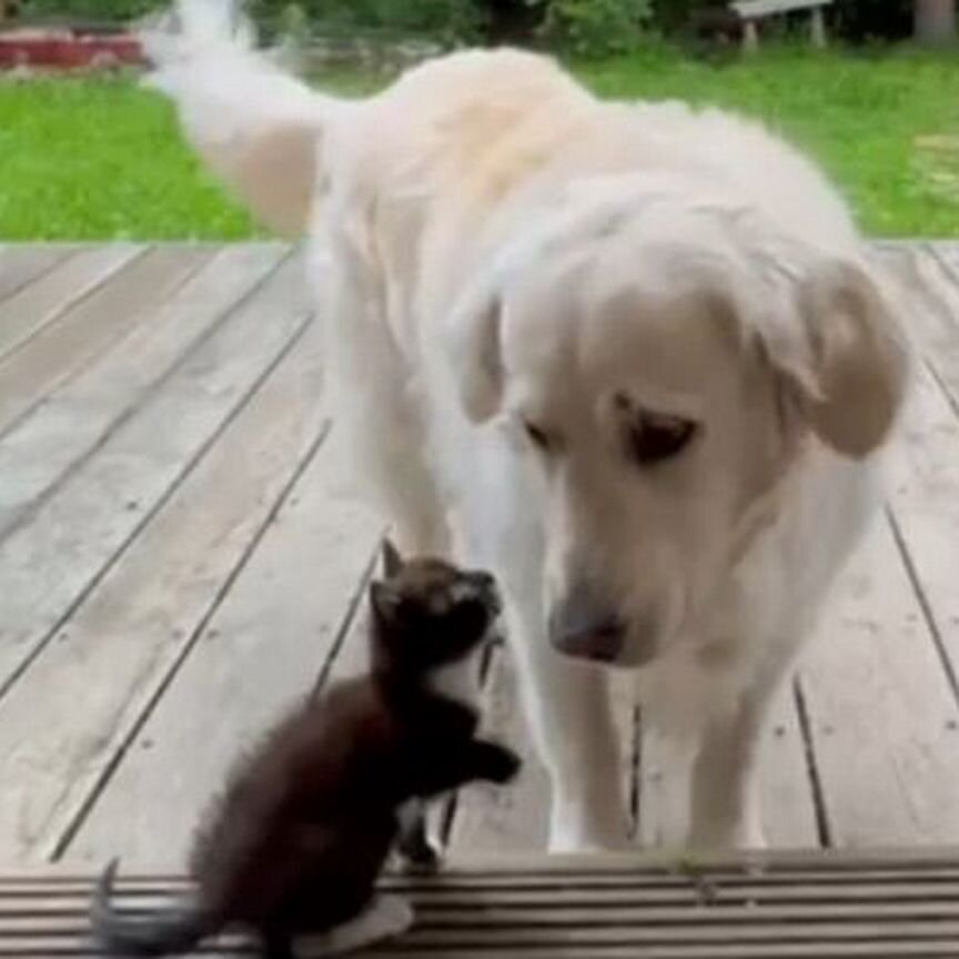 Котенок мальчик 3 месяца
