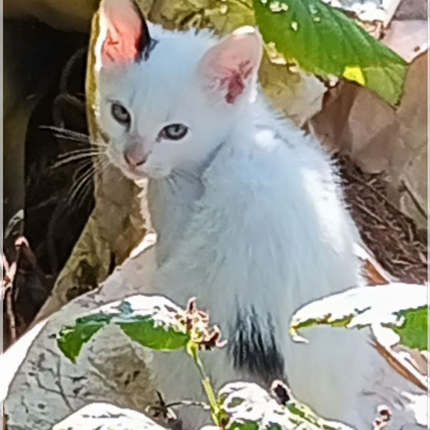 Котёнок девочка красавица