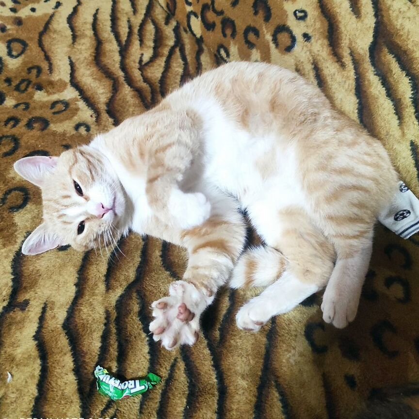 Отдаем кота в добрые руки бесплатно