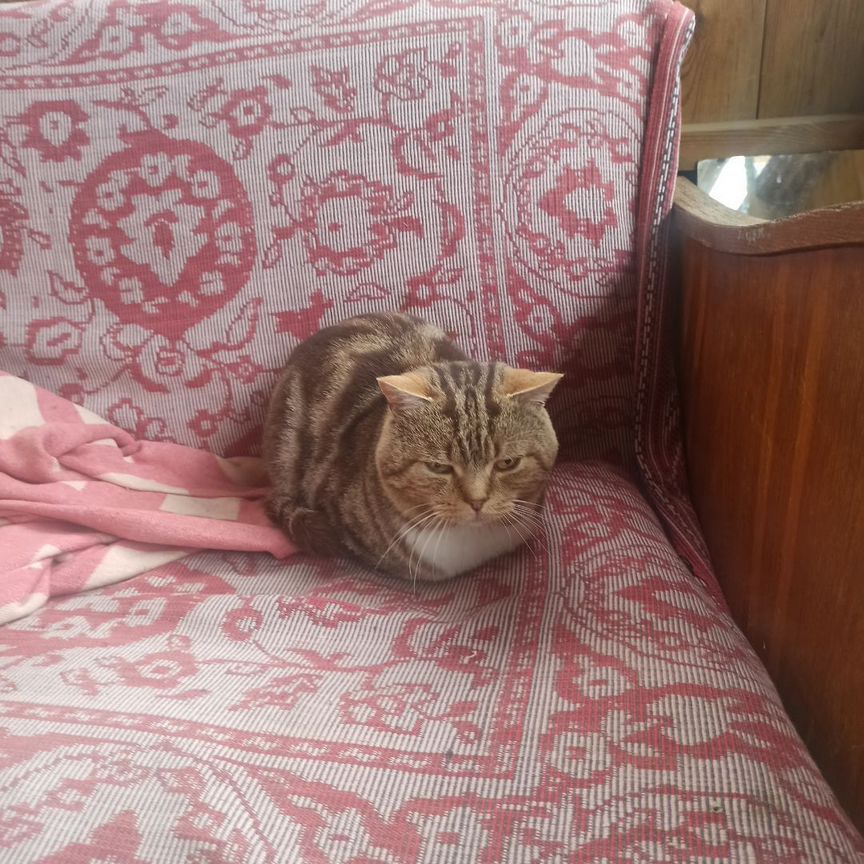 Котик 3 года