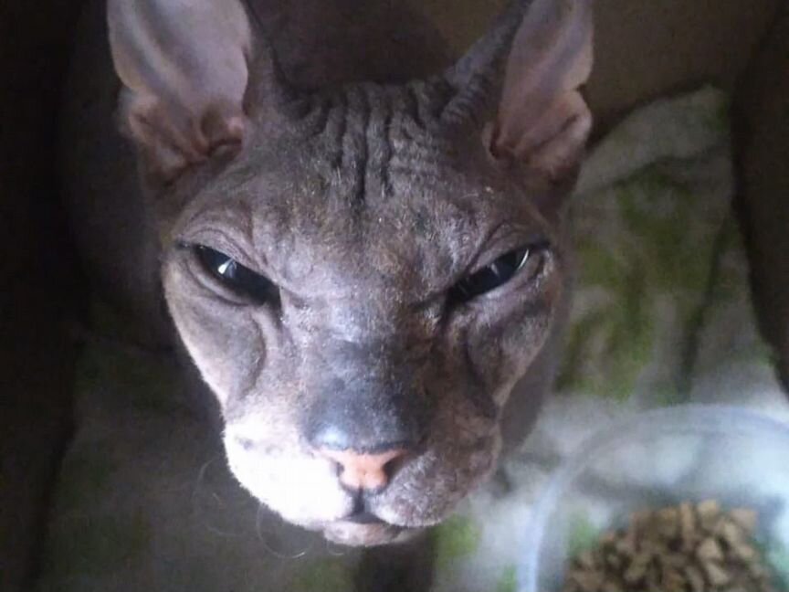 Кошка сфинкс бесплатно