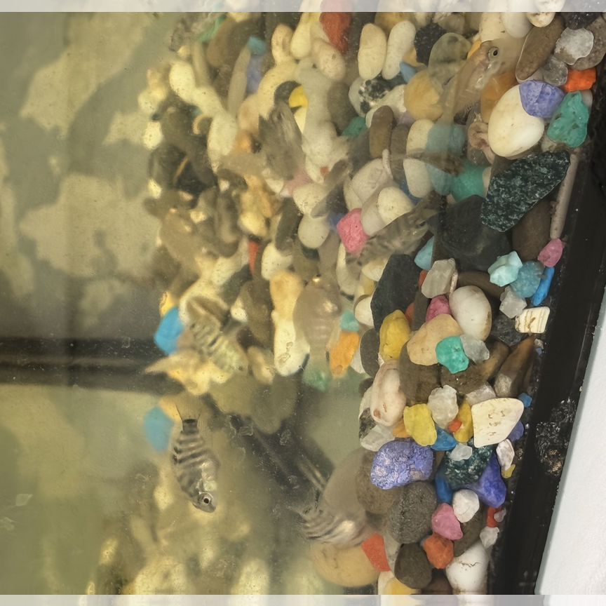 Аквариумные рыбки