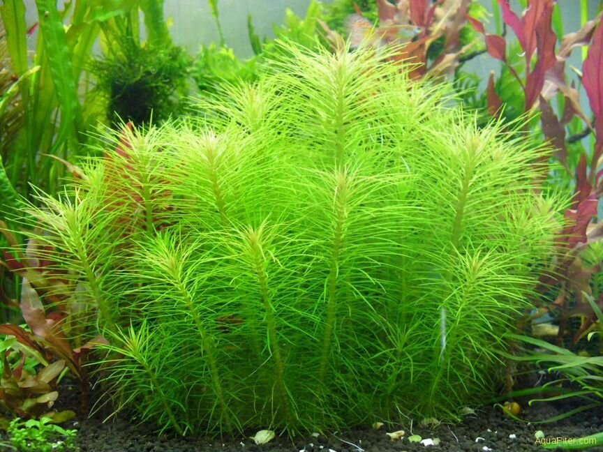 Аквариумные растения