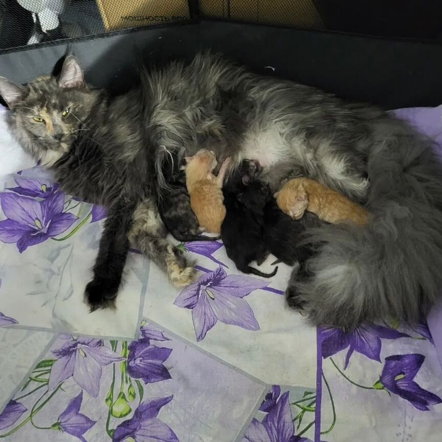 Мейн-кун котёнок