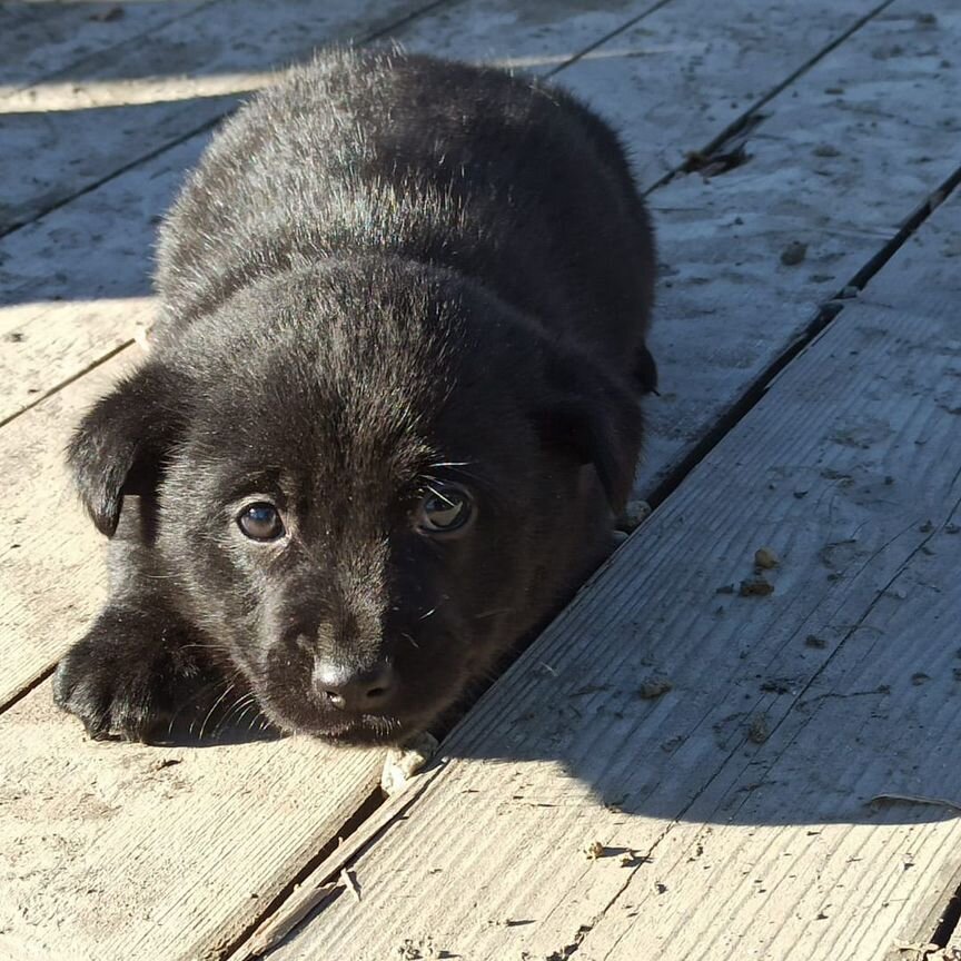 Щенок мальчик мелкаш