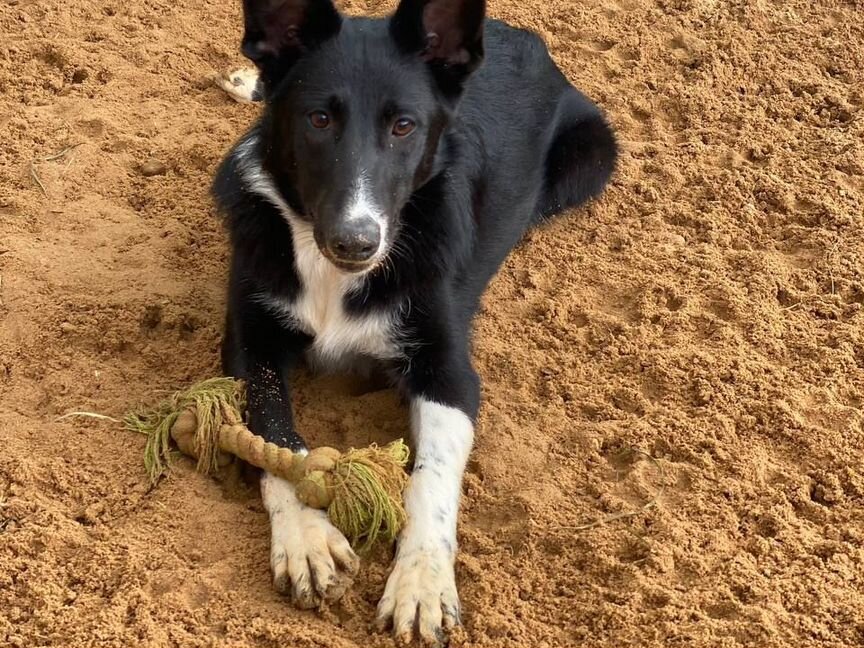 Бетти с кисточкой, не для охоты