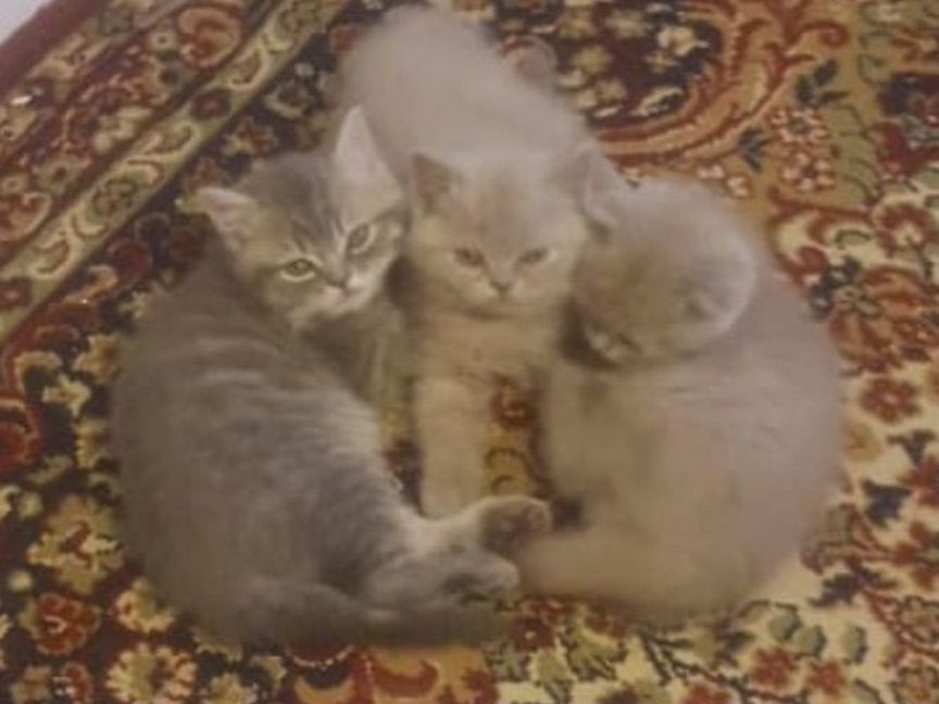 Британские котята