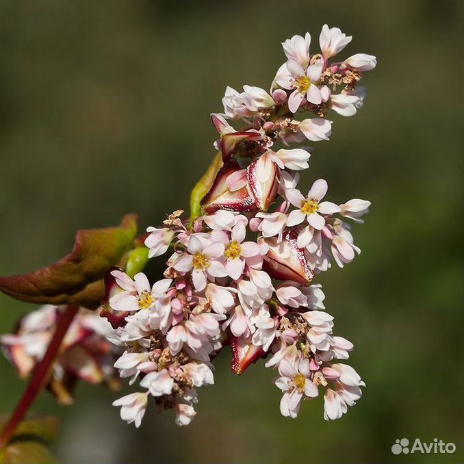 5 кг. Гречиха посевная - семена (лат. Fagoprum es