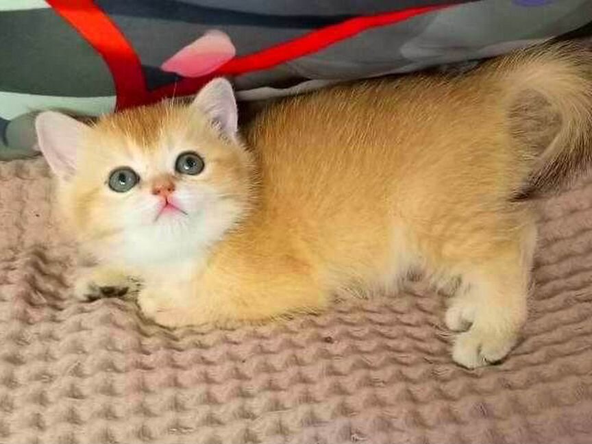 Британский котенок Золотая шиншилла девочка