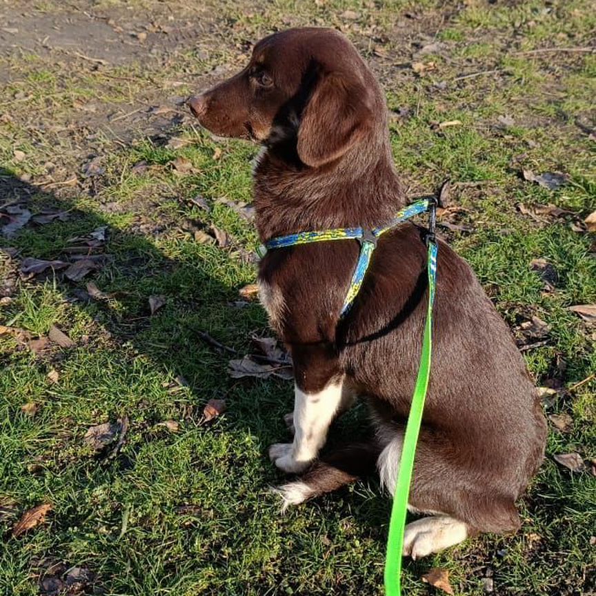 Шоколадная девочка Брусничка в добрые руки