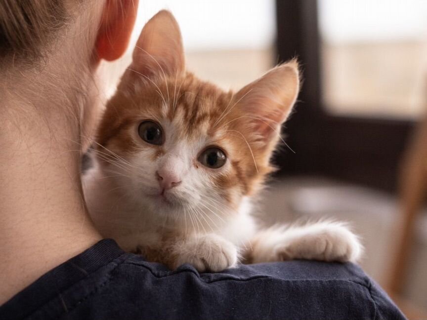 Котенок в добрые руки
