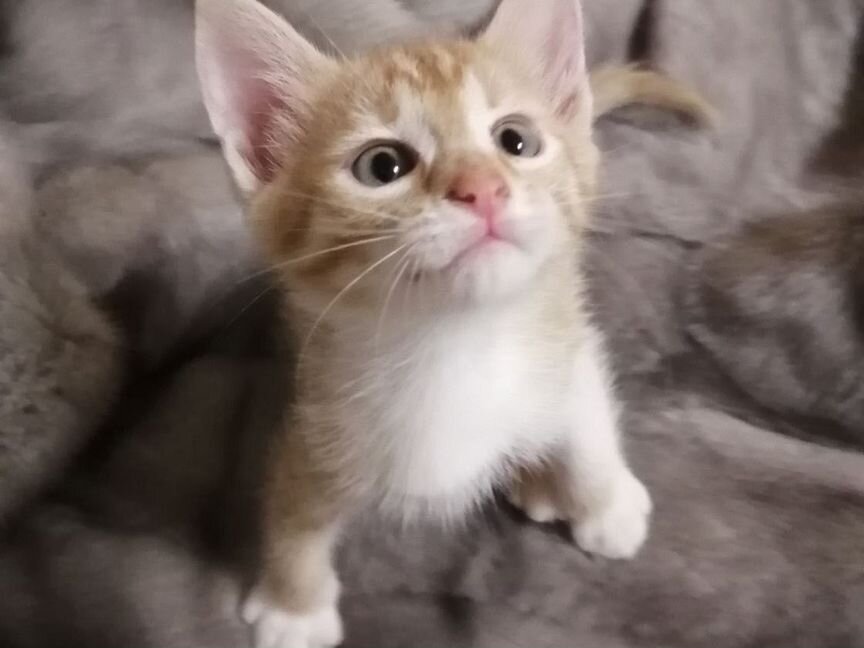 Рыжий котенок с документами