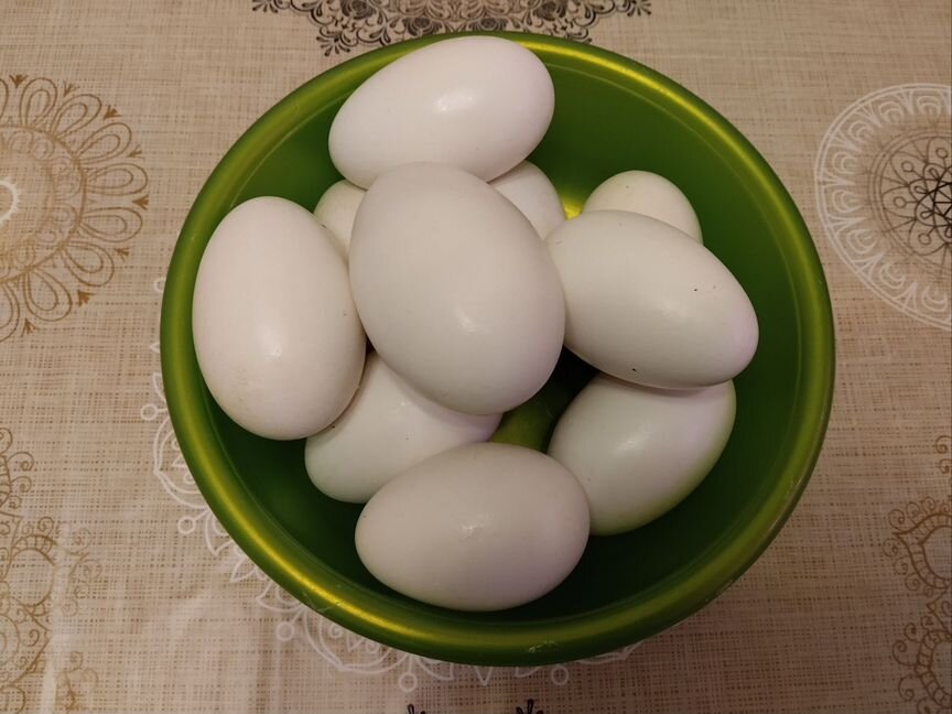 Продам гусиные яйца