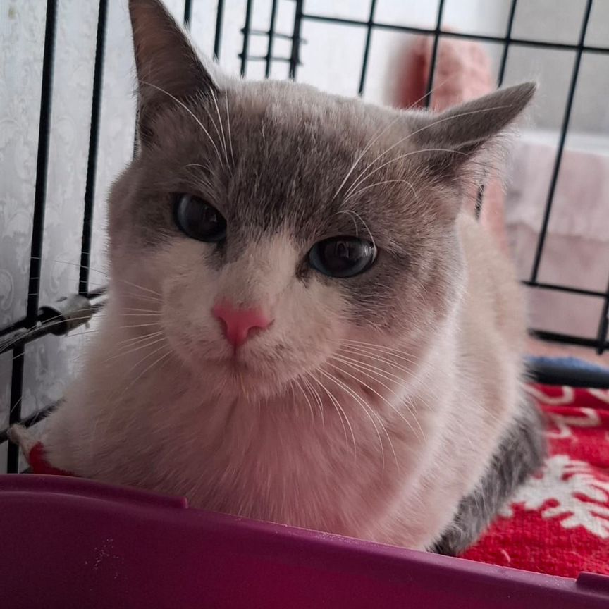 Ищем дом ласковому котику