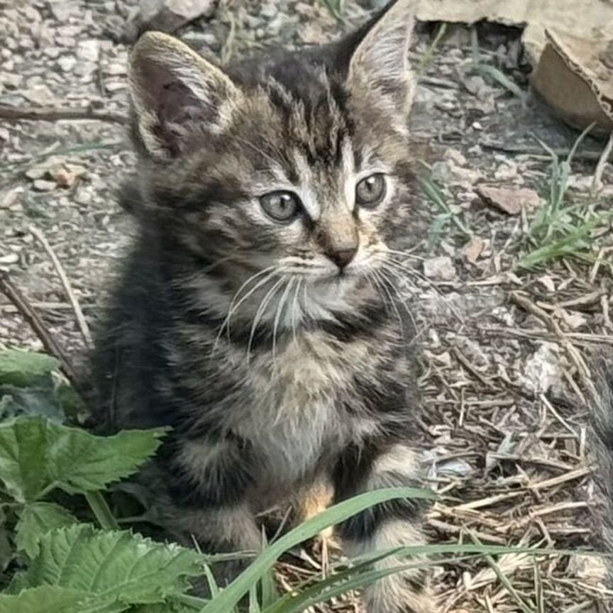 Котенок в добрые руки
