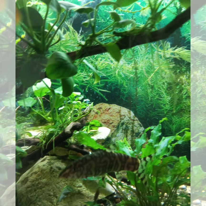 Продам боций UU