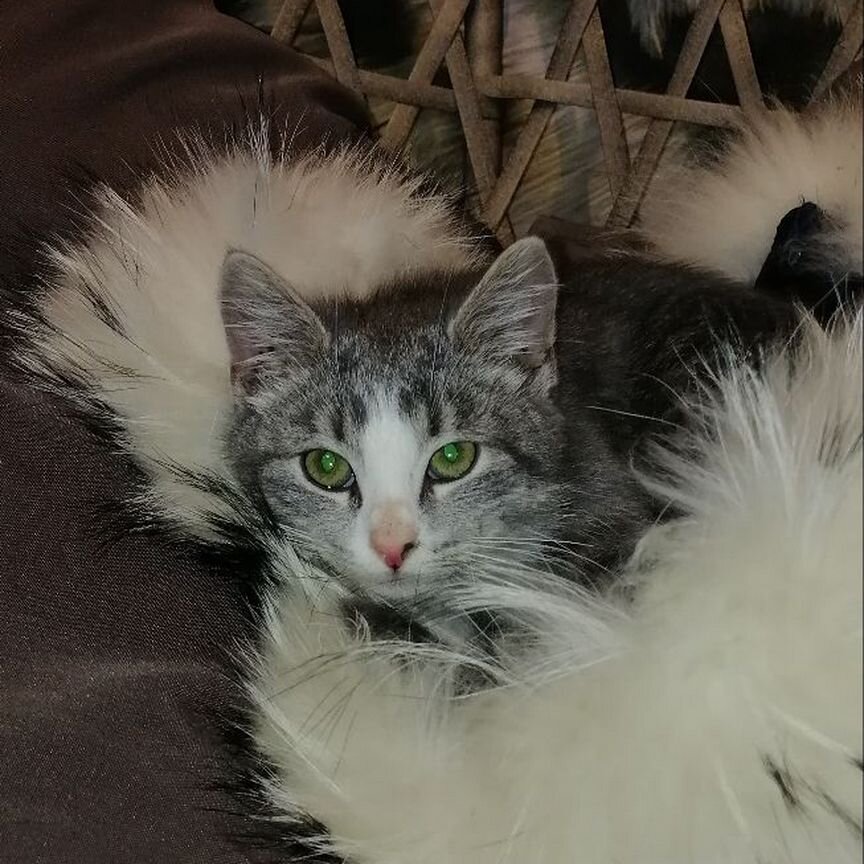Котёнок в добрые руки