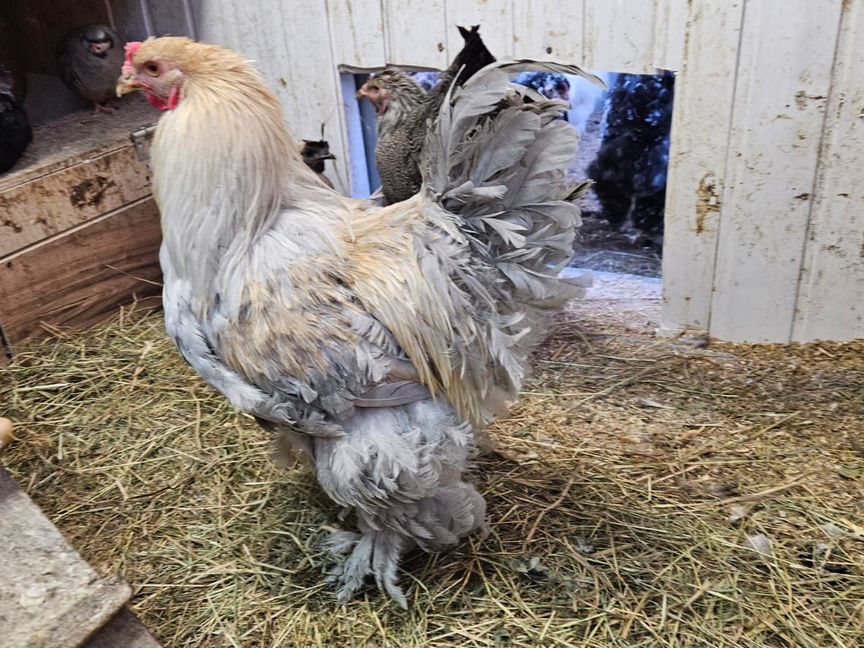 Петухи брама,изабелла,китайский шелковый