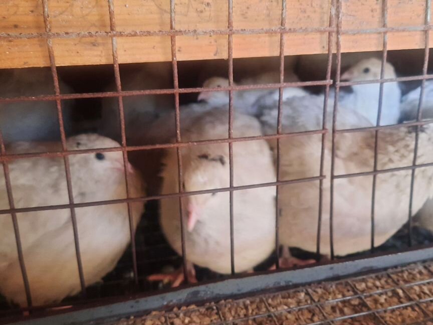 Перепела продажа