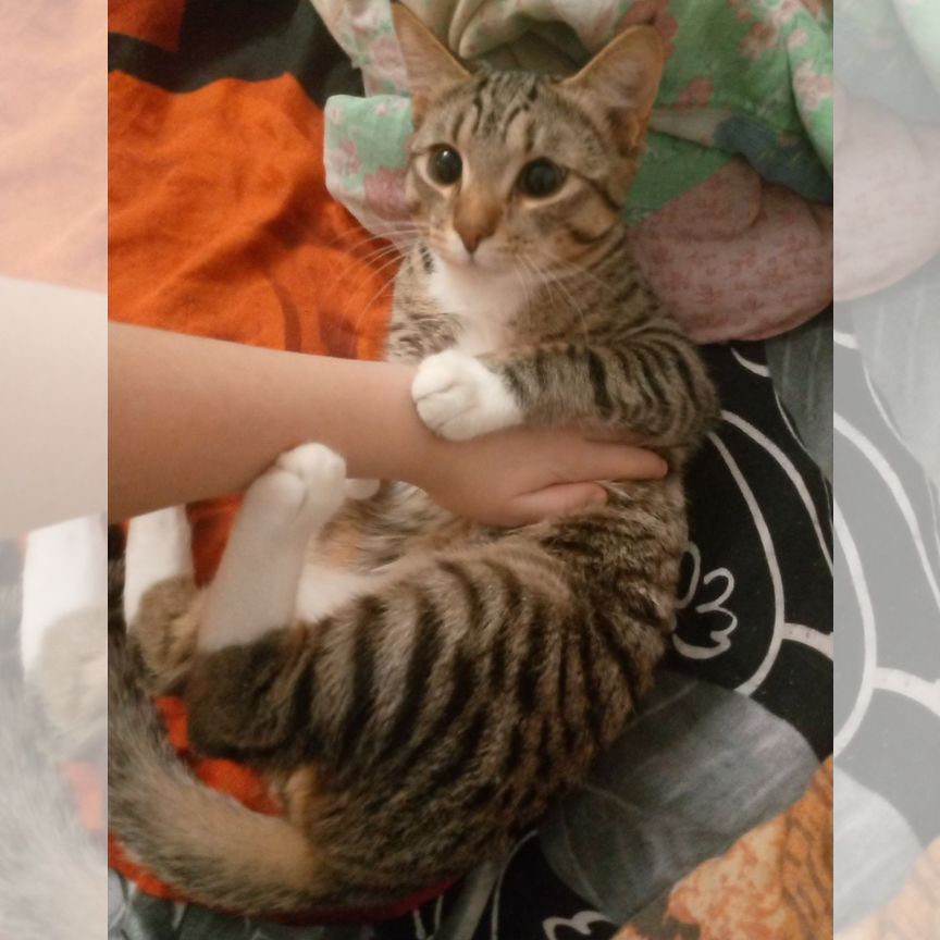 Ориентальный котёнок