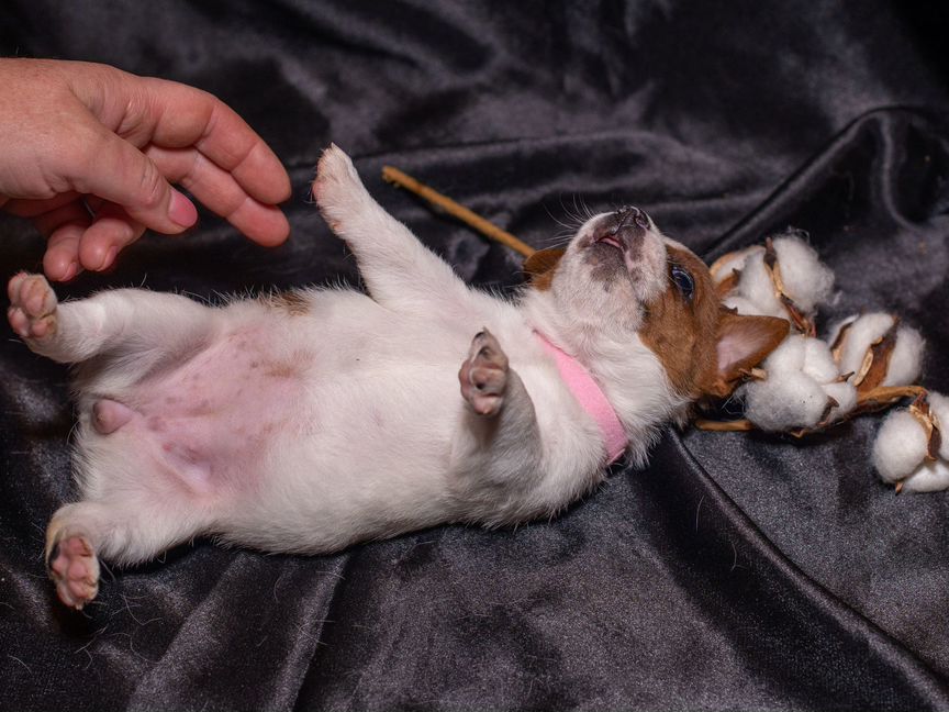 Щенок девочка Джек Рассел Терьер