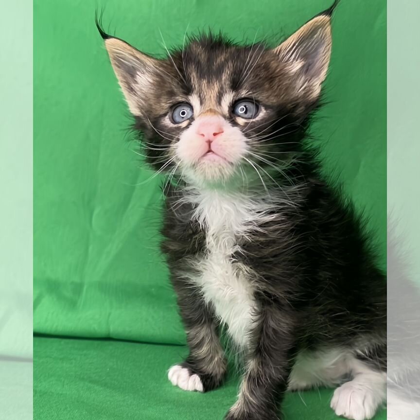 Мейн-кун котёнок