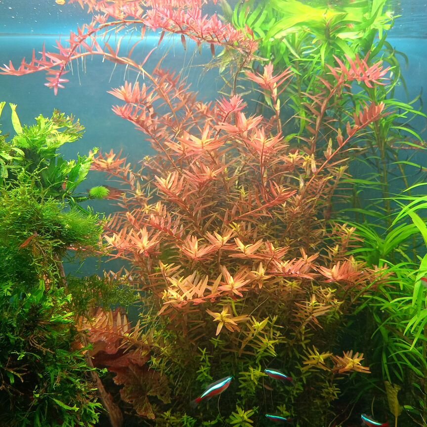 Аквариумные растения
