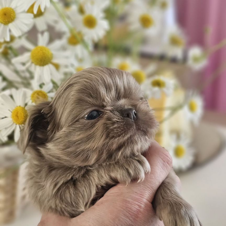 Эксклюзивные чихуахуа