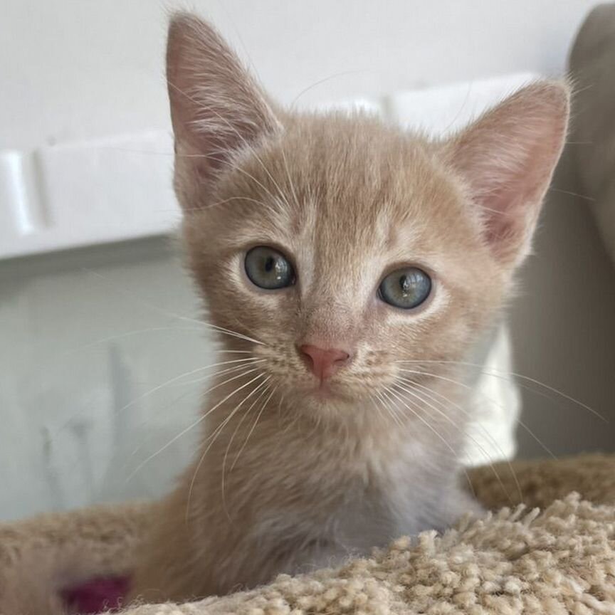 Донской сфинкс котёнок