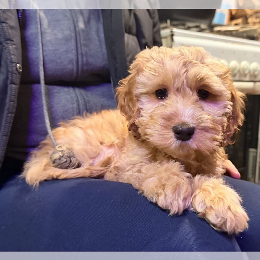 Кокапу, щенок