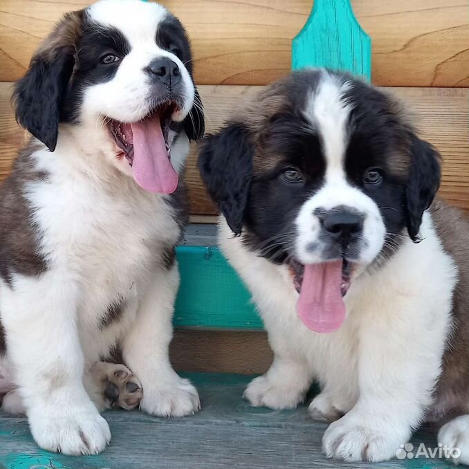 Ми-ми-мишные щенки