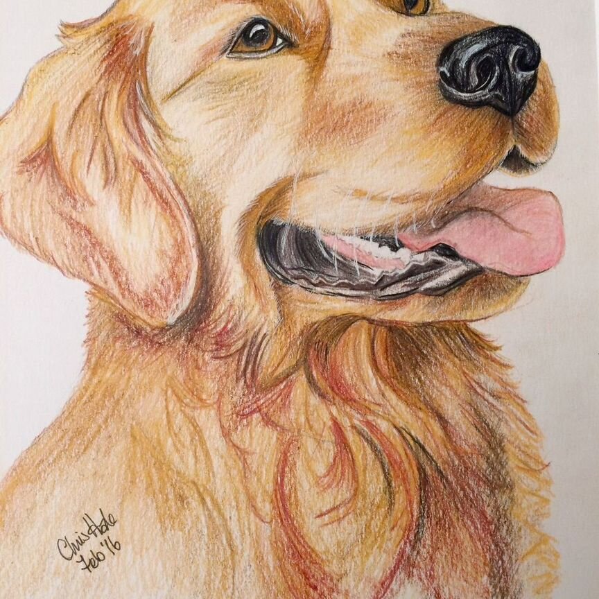 Рисую ваших питомцев