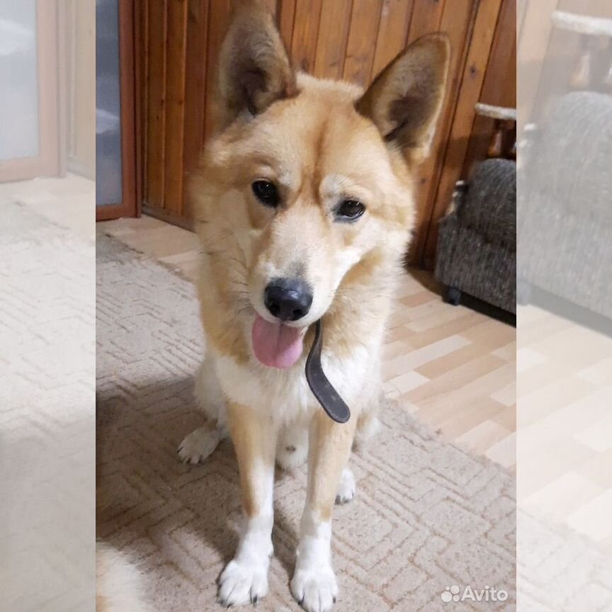 Дивный Рыжик не хочет в приют