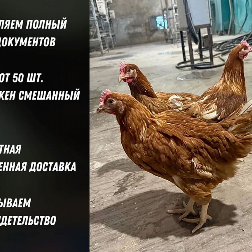 Куры молодки различных пород от производителя