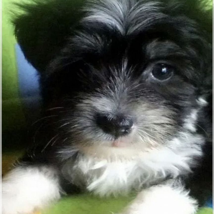 Щенки болонки